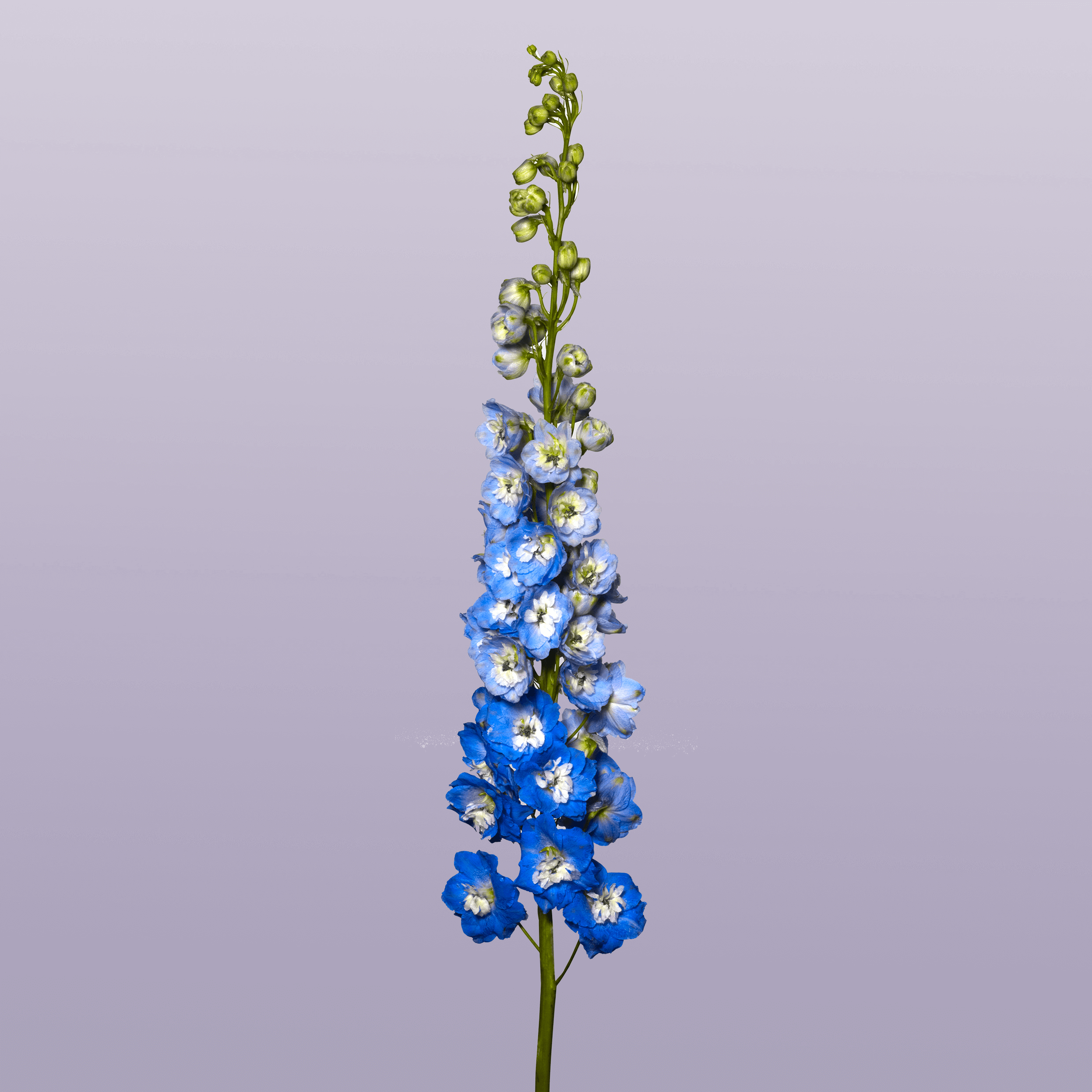 Bluets Flower Symbolism | Best Flower Site