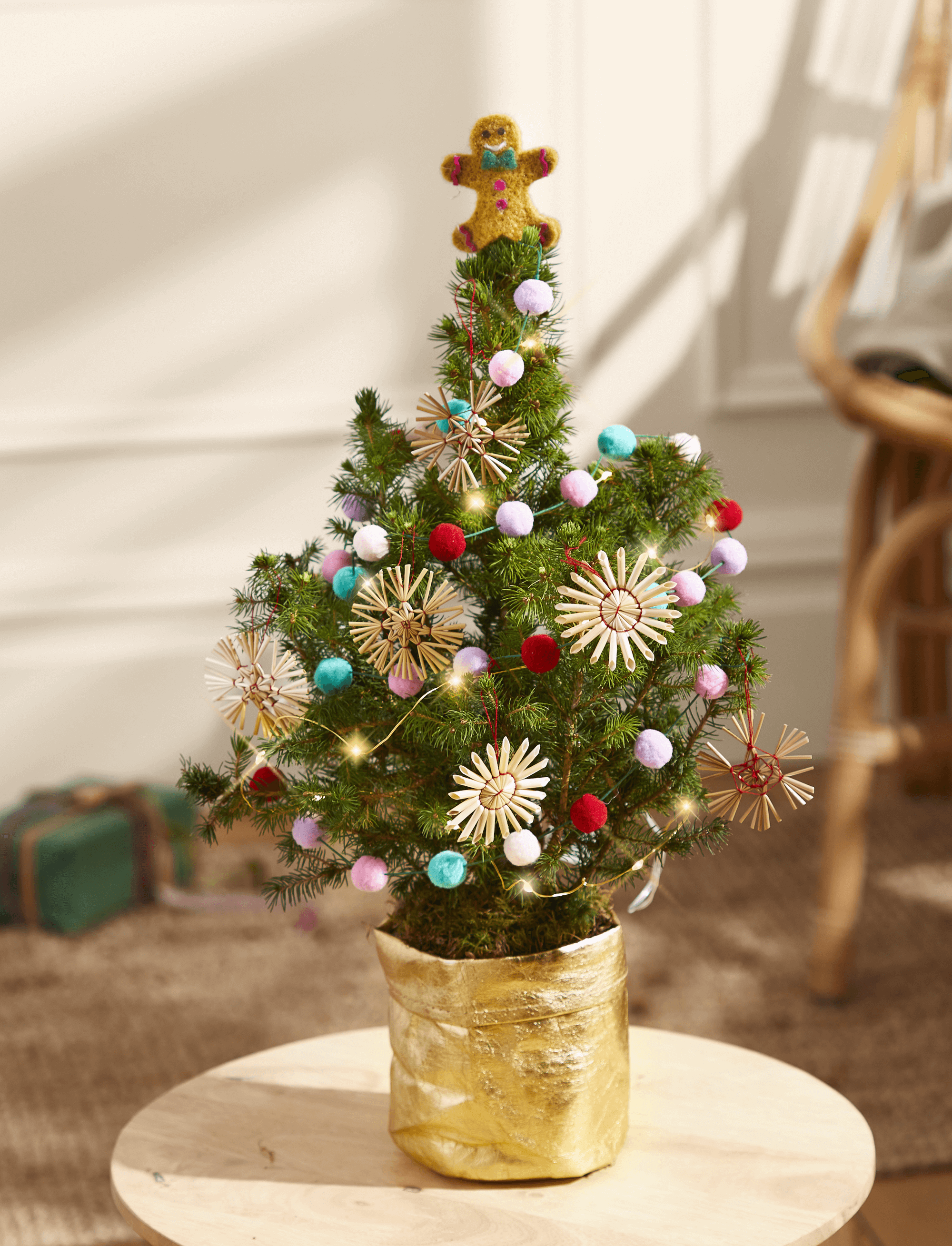 Small Live Potted Christmas Trees How To Care For Your Live Christmas