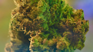 Cannabis Strain Names Explained Cannabis Strain Names Explained