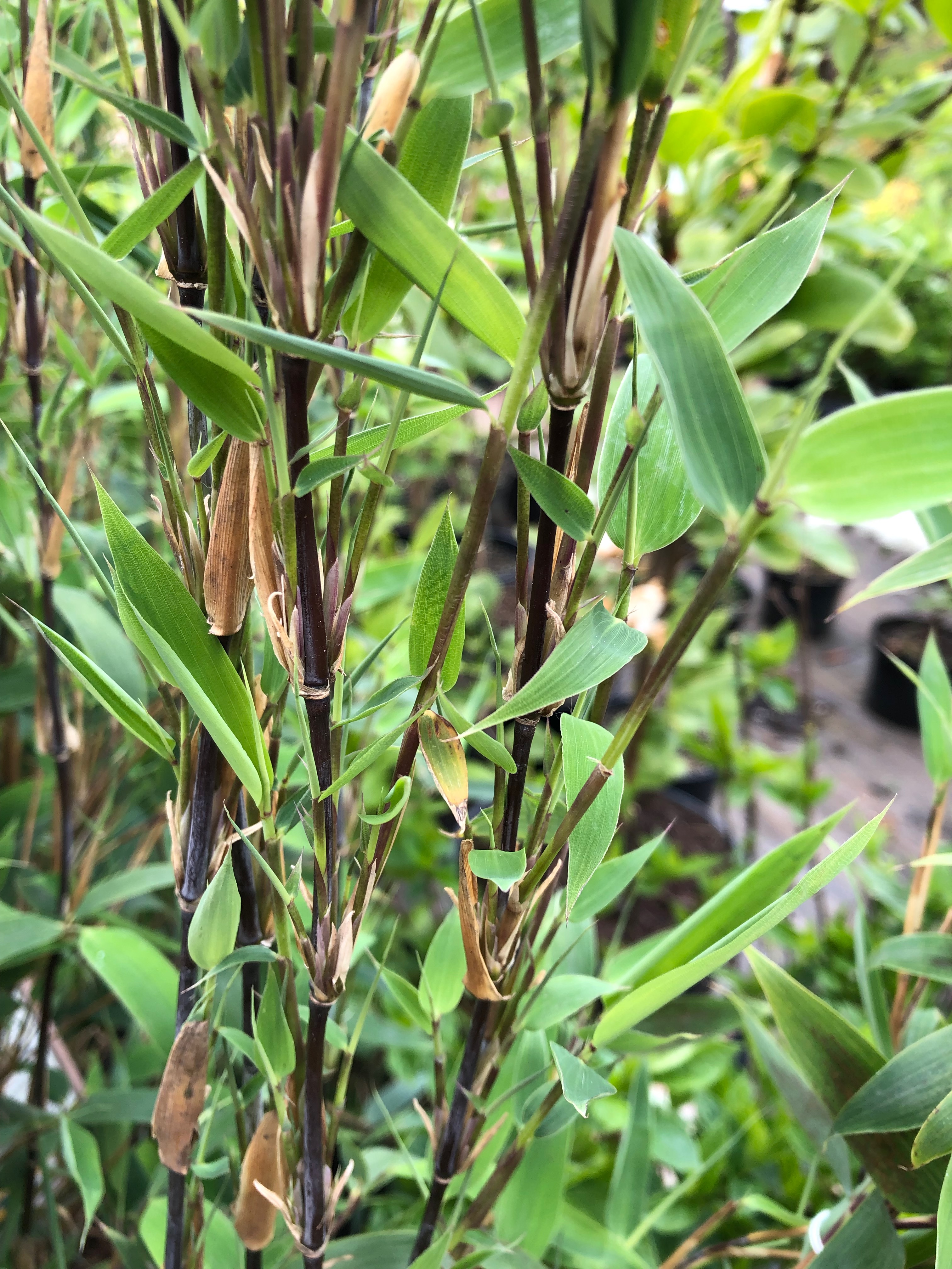 Kaczergis - szkółka, sklep, usługi