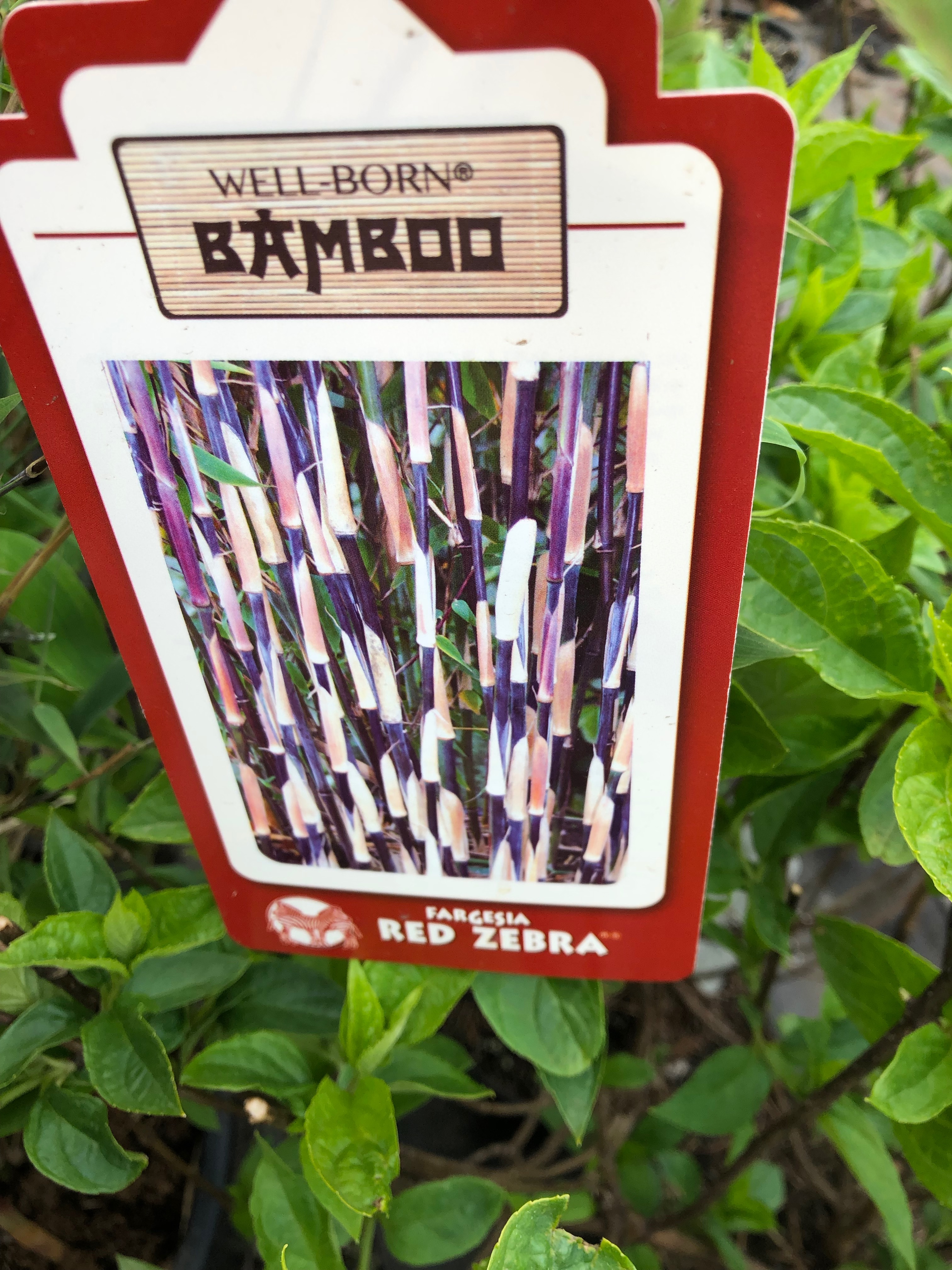 Kaczergis - szkółka, sklep, usługi