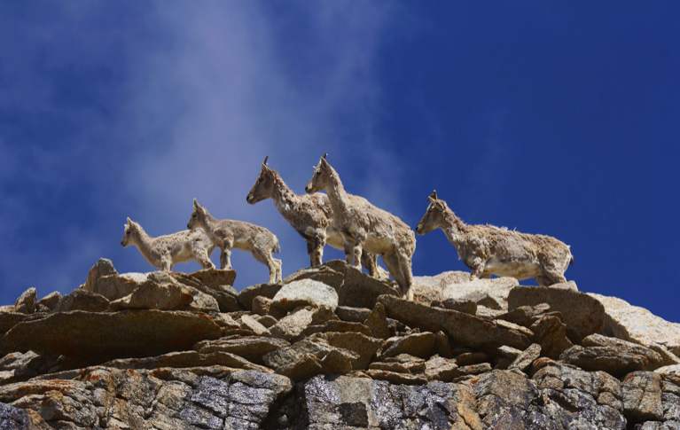 Bharal Facts | Himalayas Wildlife Guide