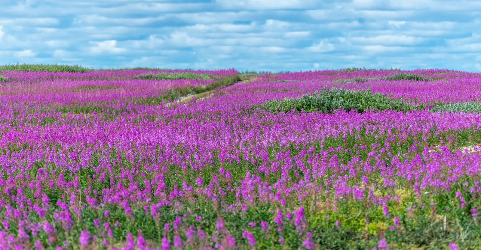 Alaska, Canada & Northern Adventures | Churchill Summer Photo Expedition