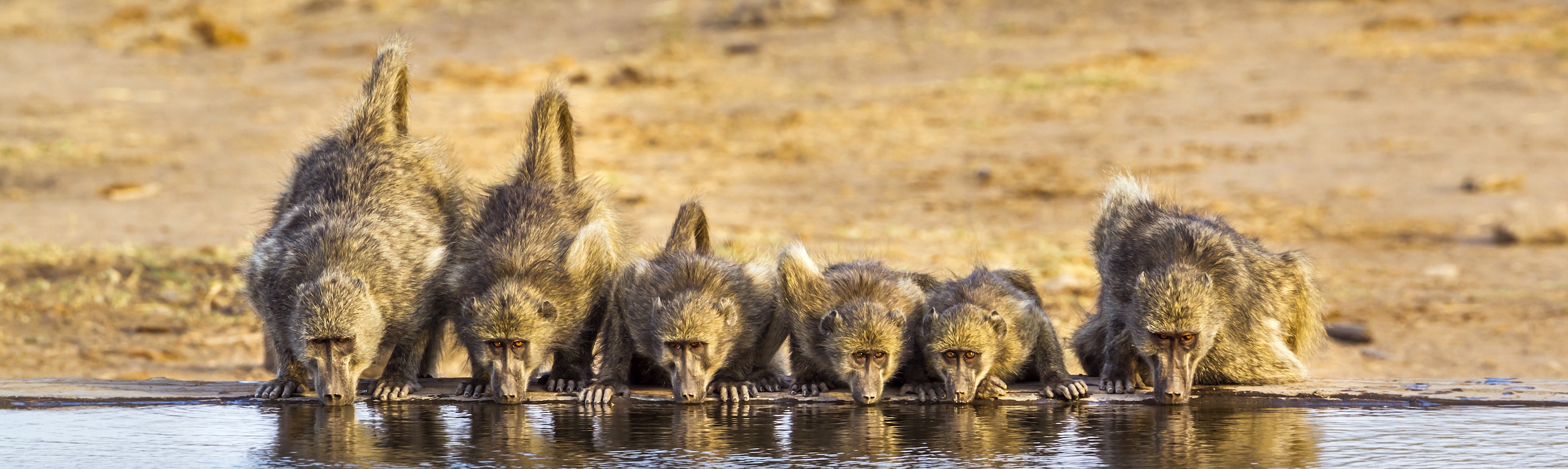 Baboon Facts | Southern Africa Wildlife Guide