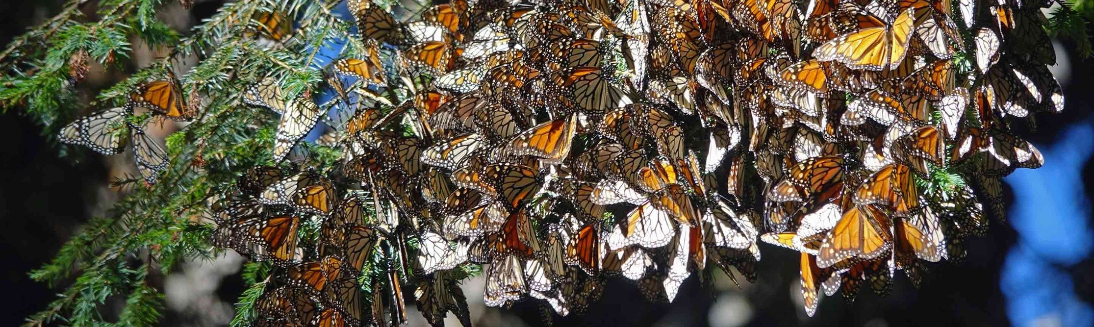 Natural Habitat Adventures | Monarch Butterfly Trivia Quiz