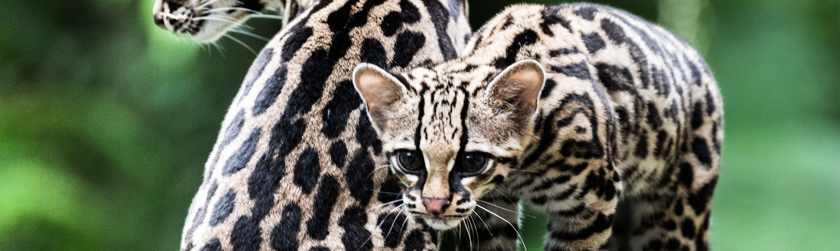 Wild Cat Facts | Brazil Wildlife Guide