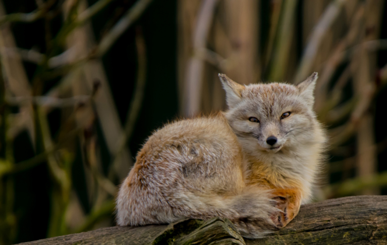 Tibetan Fox Facts | Himalayas Wildlife Guide