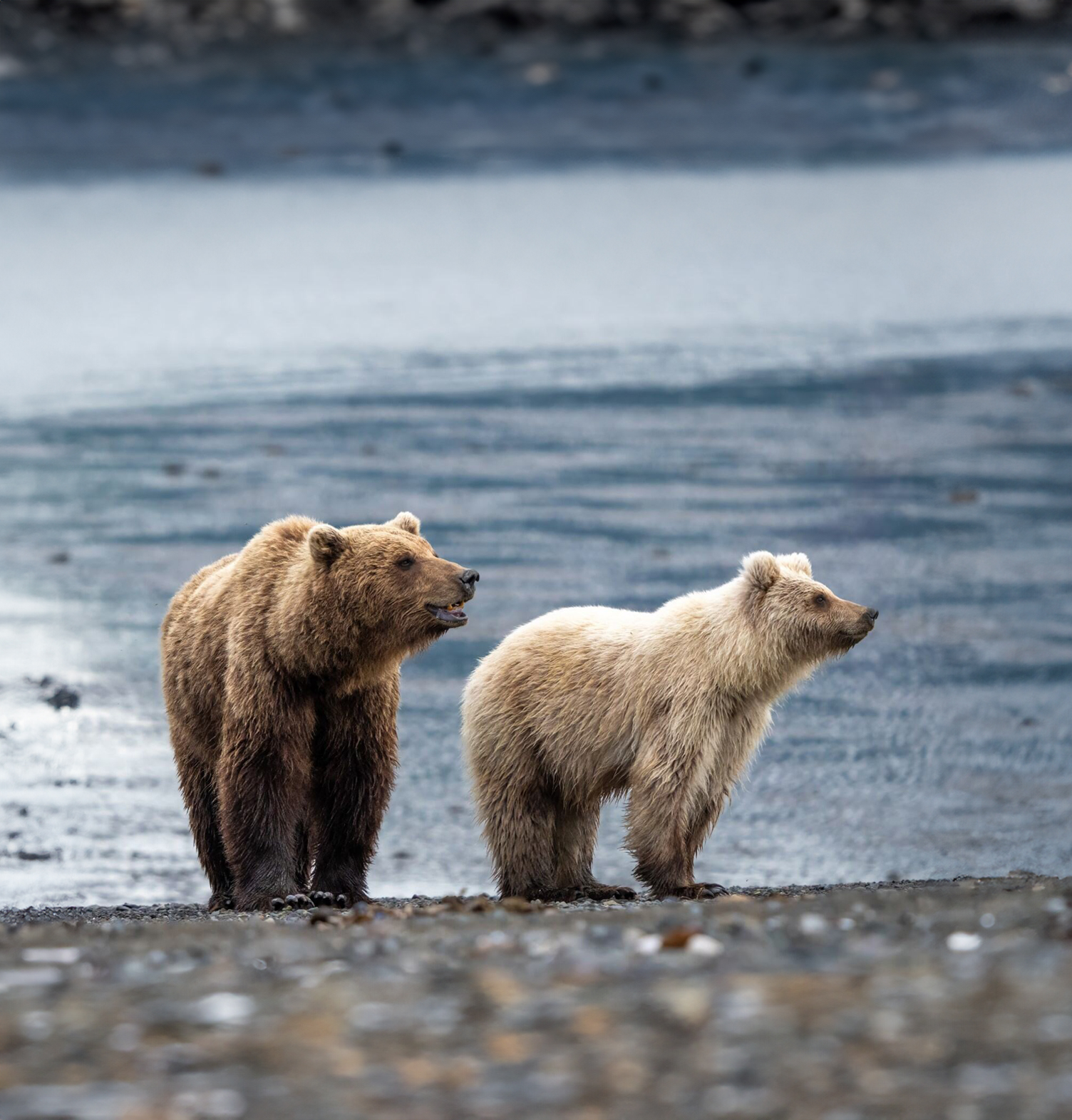 Nat Hab's Alaska Bear Camp Photo Expedition | Accommodations