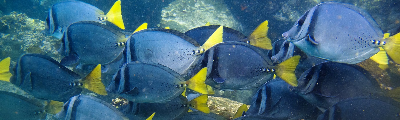 Galapagos Fish Facts | Galapagos Islands Wildlife Guide