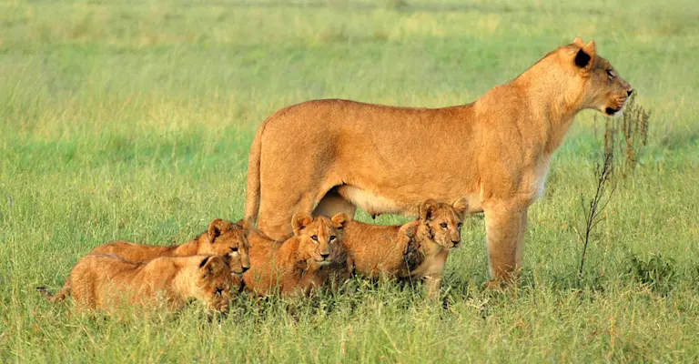 Family Safari | Family Trips | Natural Habitat Adventures