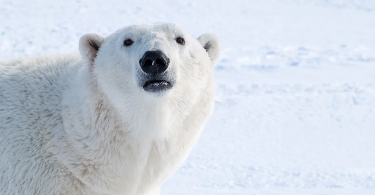 Churchill Polar Bear Photo Expedition | Natural Habitat Adventures