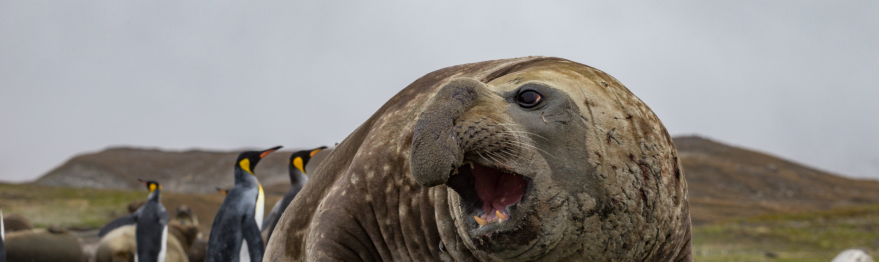 Elephant Seals Southern Elephant Seal Facts | Antarctica Wildlife