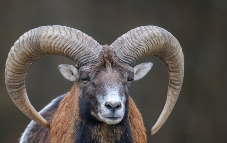 Urial Facts | Himalayas Wildlife Guide