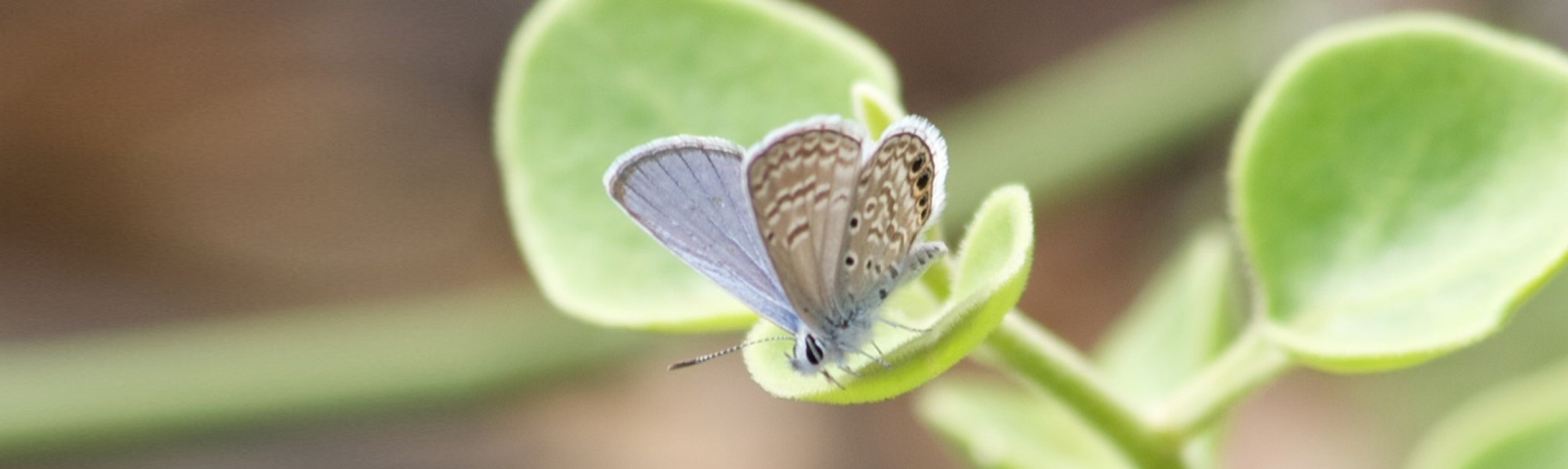 Galapagos Insect Facts | Galapagos Islands Wildlife Guide