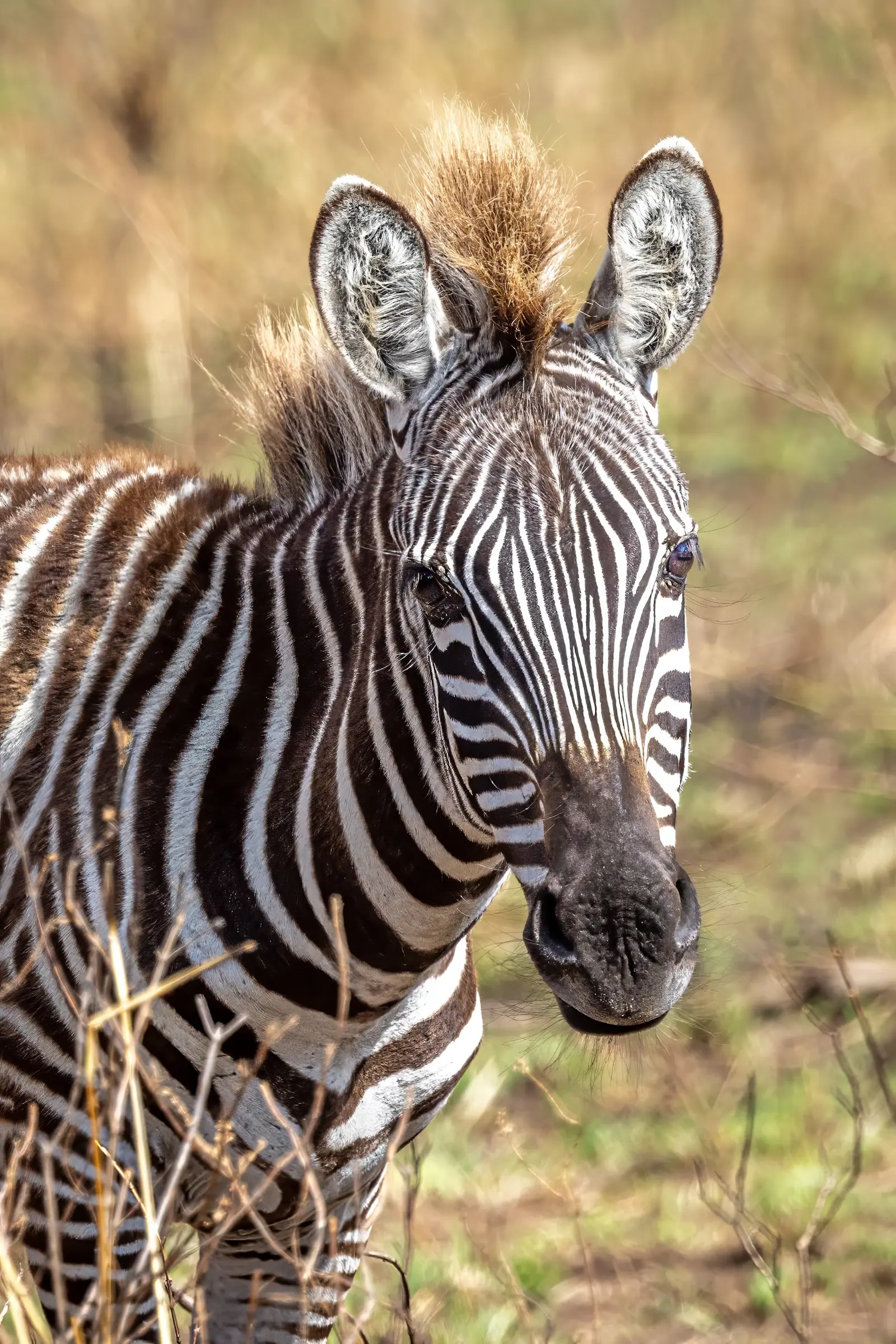 Tanzania Migration Photo Expedition | Natural Habitat Adventures