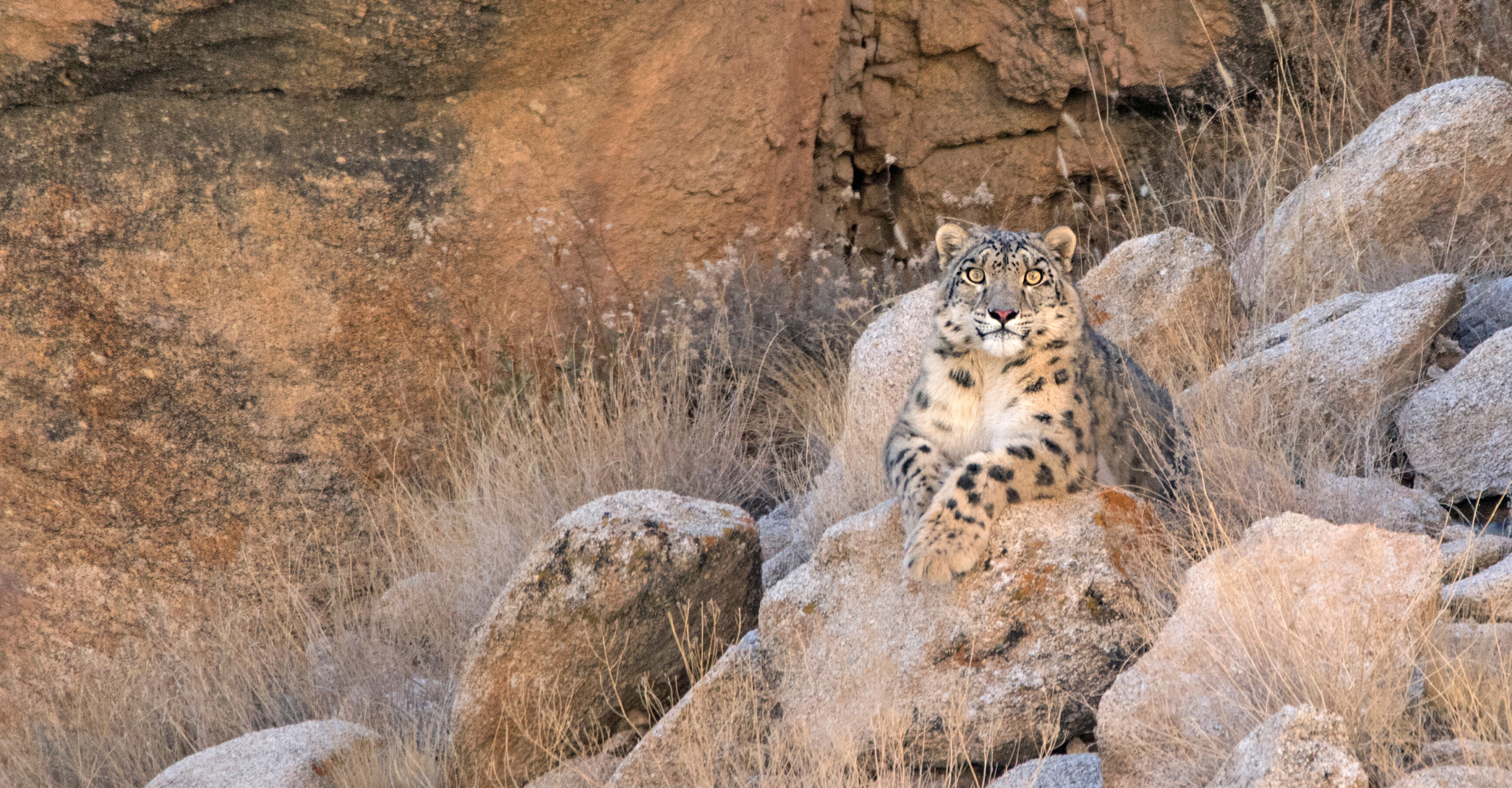 Videos | Land of the Snow Leopard: A Photo Pro Expedition