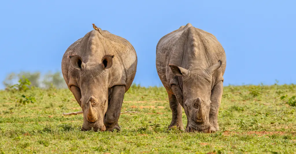 Monitoring Wildlife Recovery in Kenya's Maasai Mara | Natural Habitat ...