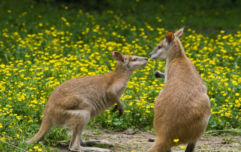 Wallaby Facts | Australia South Wildlife Guide
