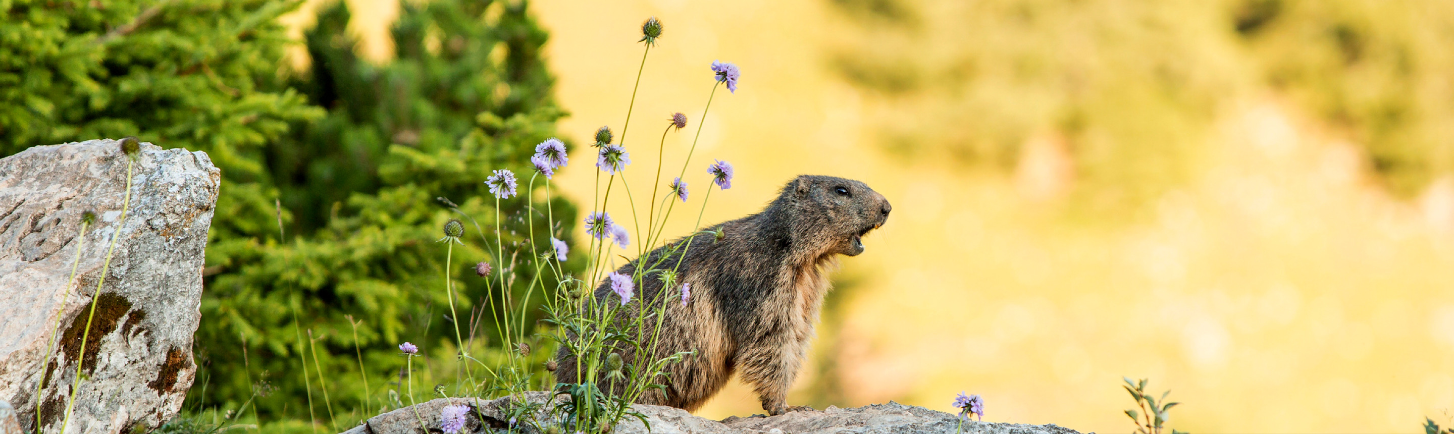 Alpine Marmot Facts | Croatia & Slovenia Wildlife Guide