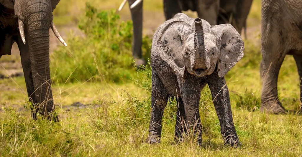 Monitoring Wildlife Recovery in Kenya's Maasai Mara | Natural Habitat ...