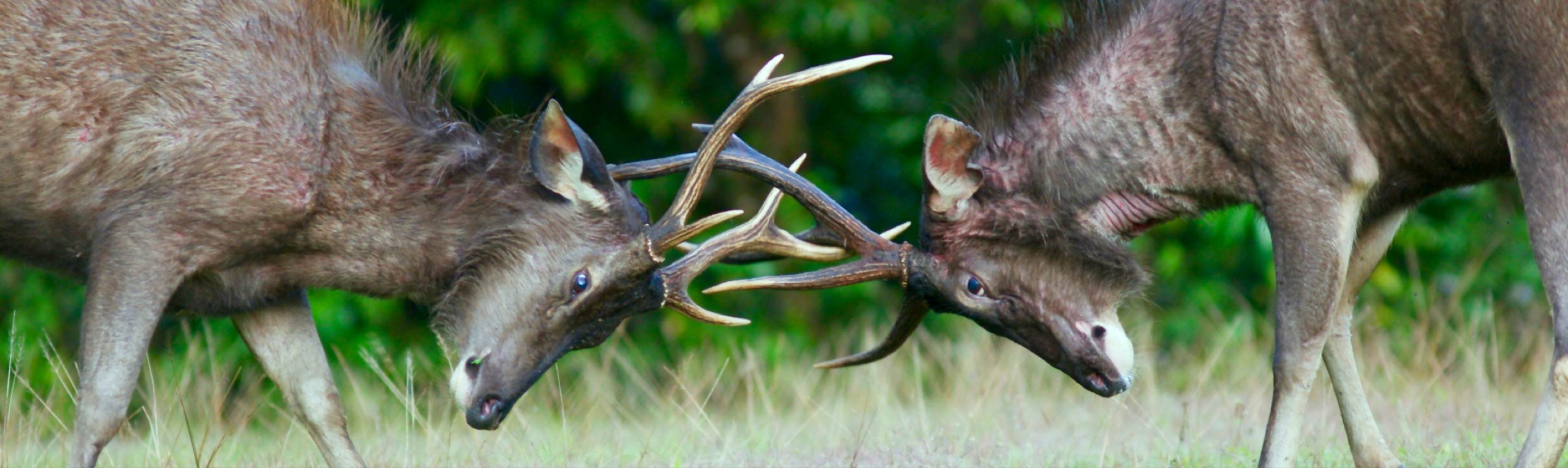 Sambar Facts | Sri Lanka Wildlife Guide