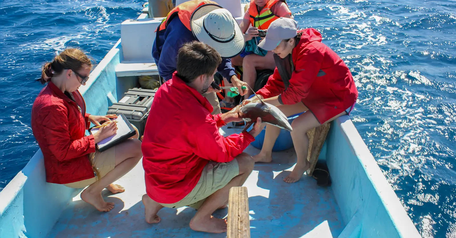 Conserving Sharks In Belize Natural Habitat Adventures