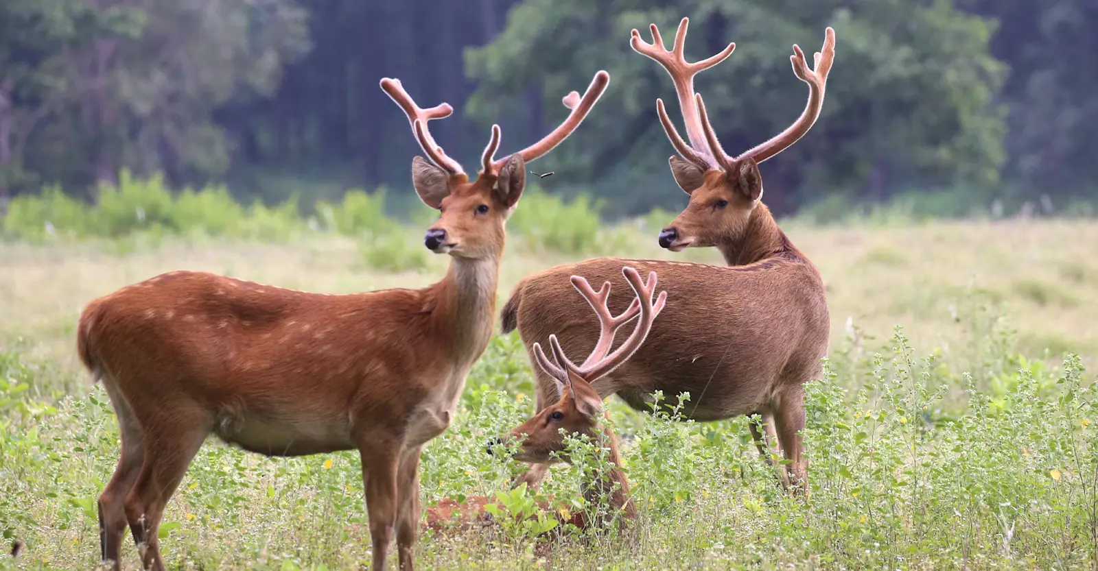 India Wildlife Tour | India Safaris | Natural Habitat