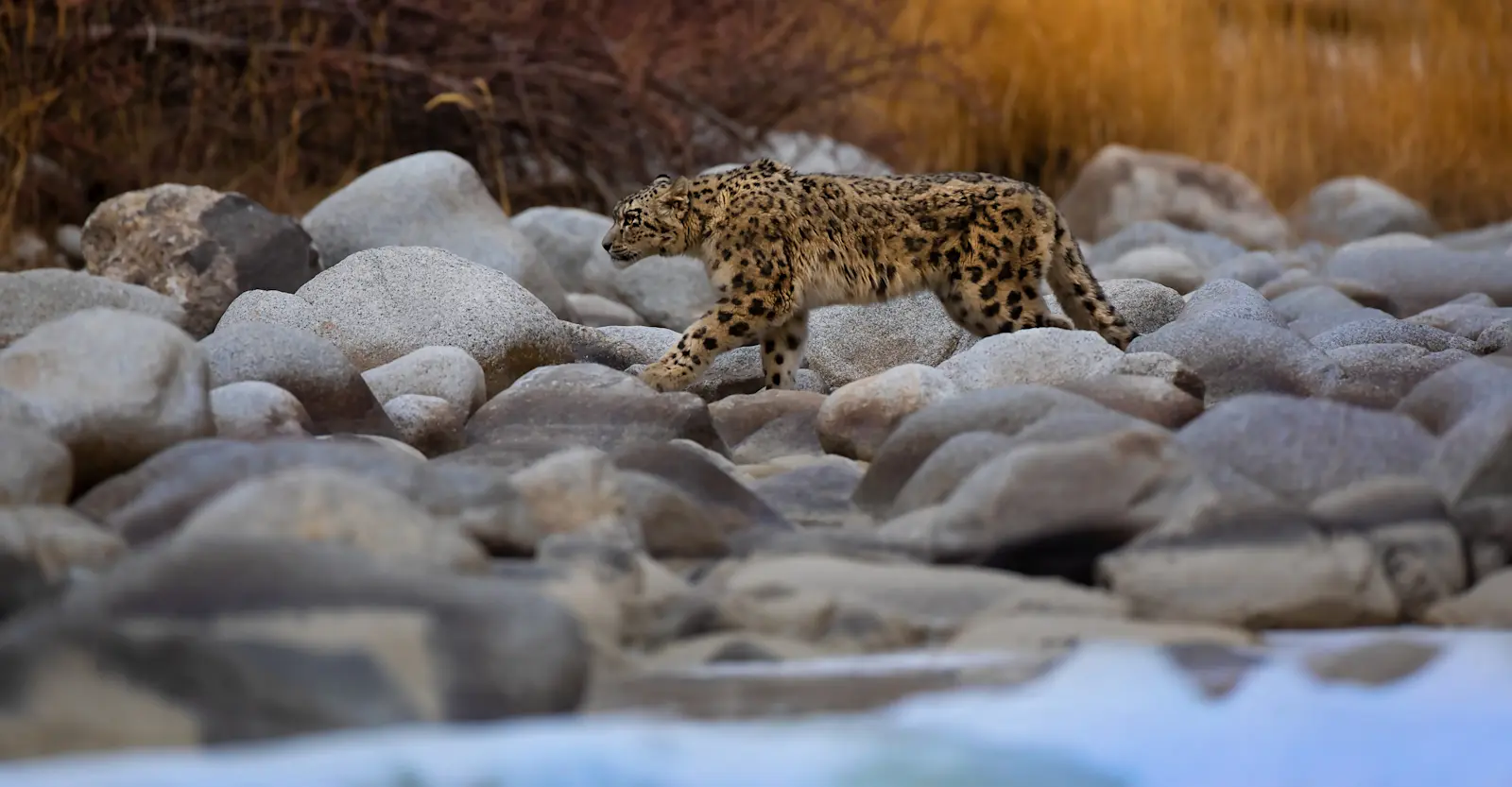 Expedition Leaders | Guides & Staff | Natural Habitat Adventures