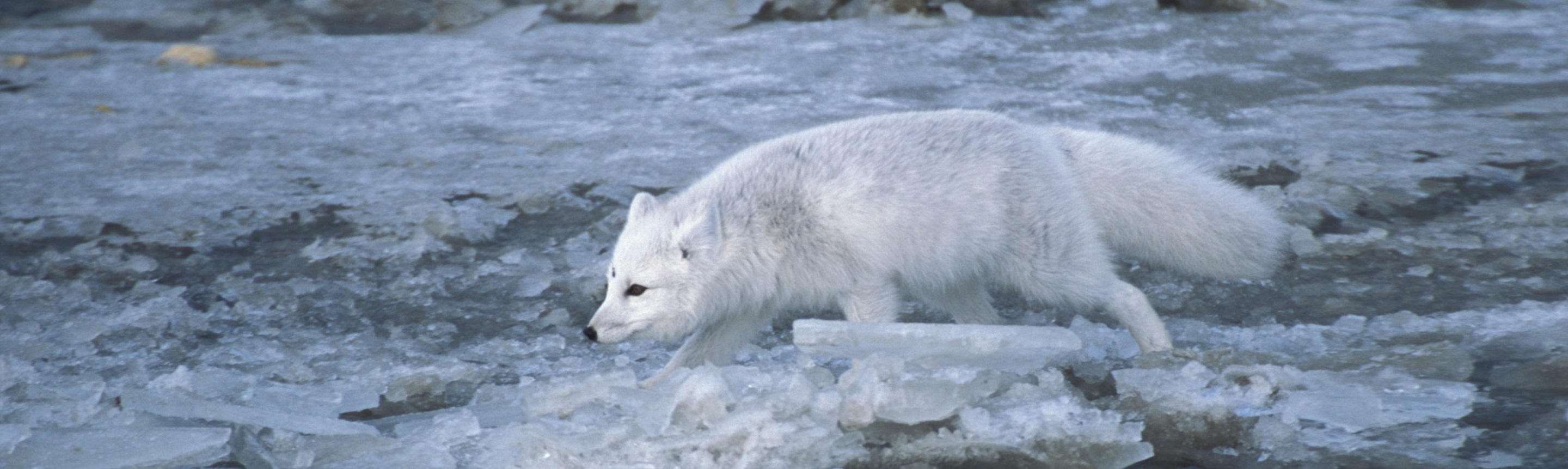 Arctic Fox Facts | Churchill Wildlife Guide
