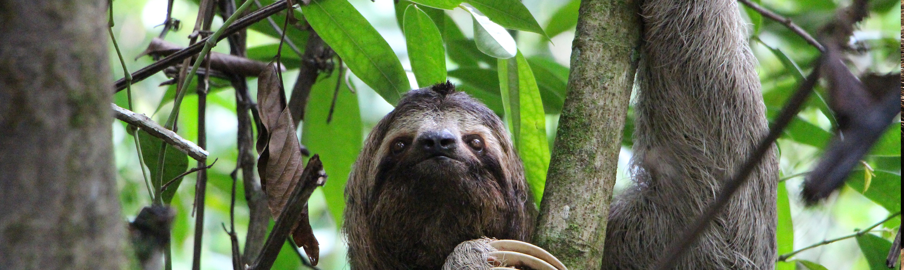 Sloth Facts | Peruvian Amazon Wildlife Guide