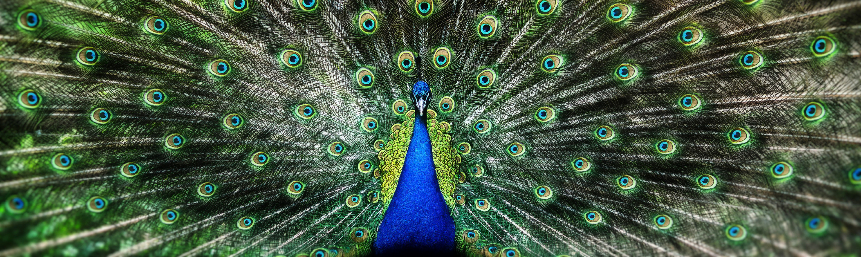 Peafowl | Sri Lanka Wildlife Guide