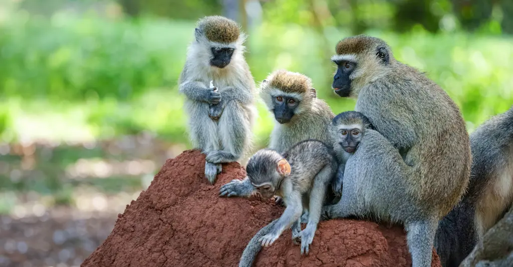 Monitoring Wildlife Recovery in Kenya's Maasai Mara | Natural Habitat ...
