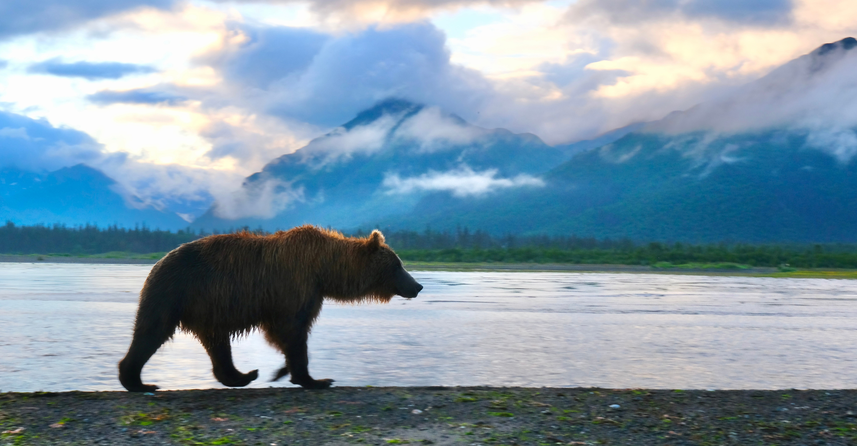 Alaska, Canada & Northern Webinars | Natural Habitat Adventures
