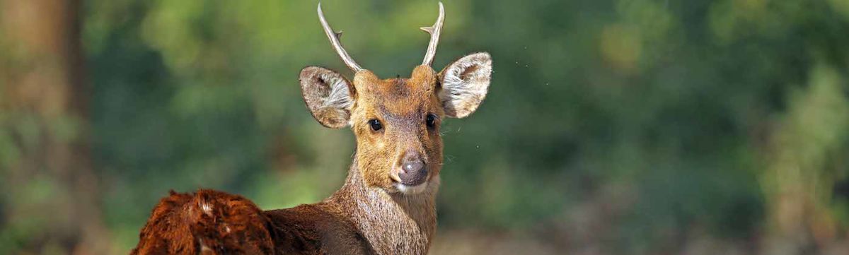 hog deer