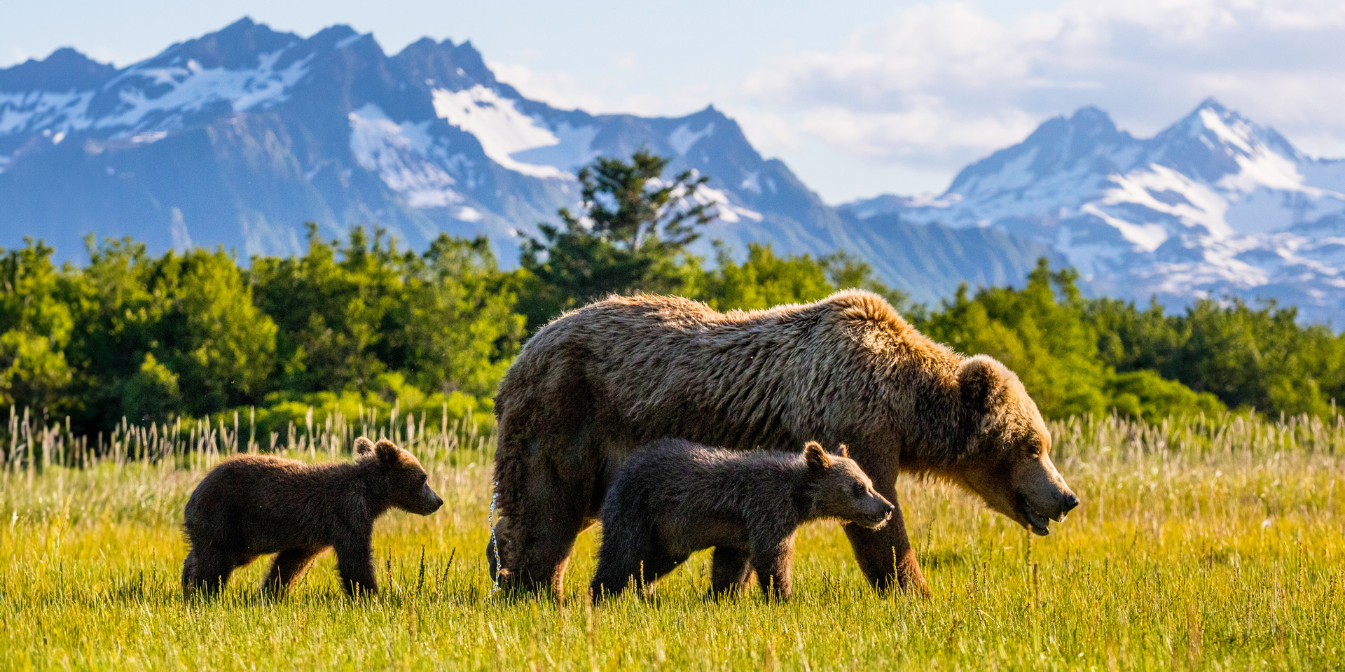 Alaska Wildlife Tour | Natural Habitat Adventures
