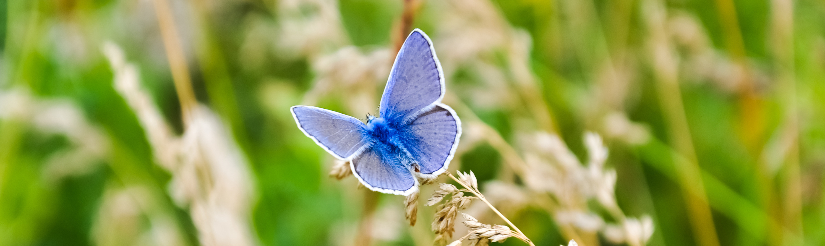 Adonis Blue Facts | Wildlife & Flora in the Cotswolds
