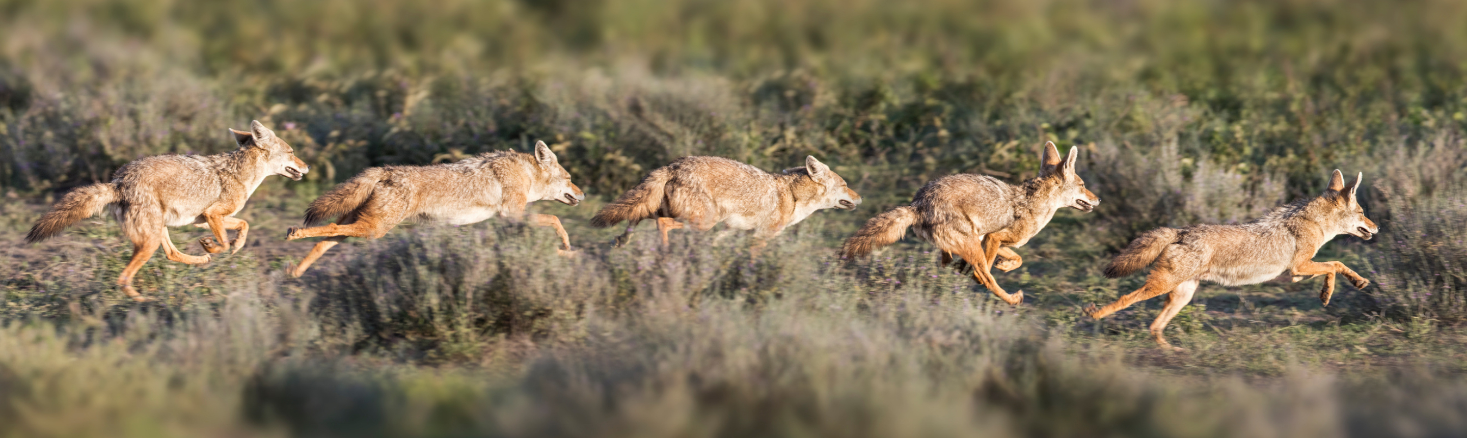 Golden Jackal Facts | Croatia & Slovenia Wildlife Guide