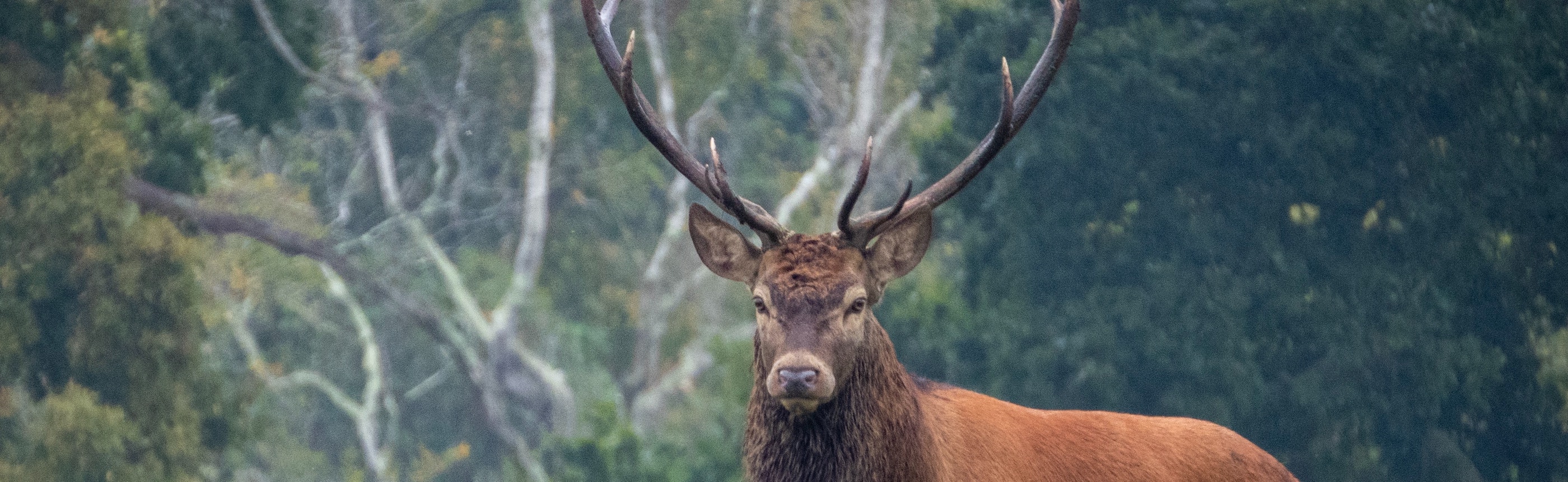 Red Deer | Scotland Wildlife Guide