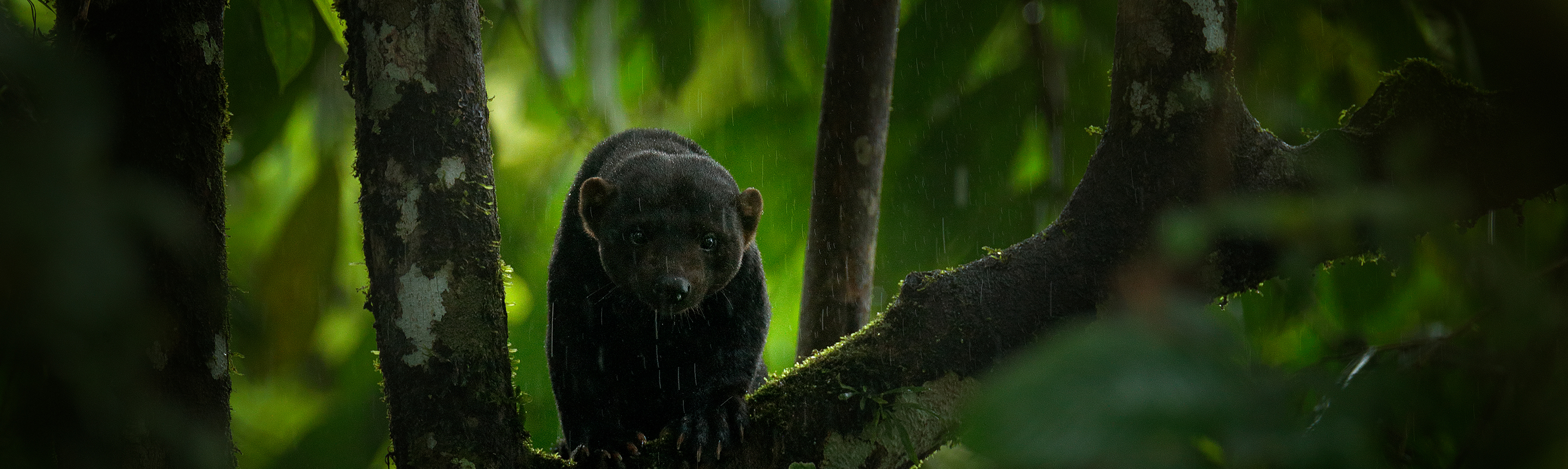 Tayra Facts | Brazil Wildlife Guide