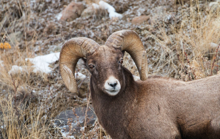 Tibetan Argali Facts | Himalayas Wildlife Guide
