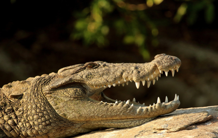 Mugger Crocodile | Sri Lanka Wildlife Guide