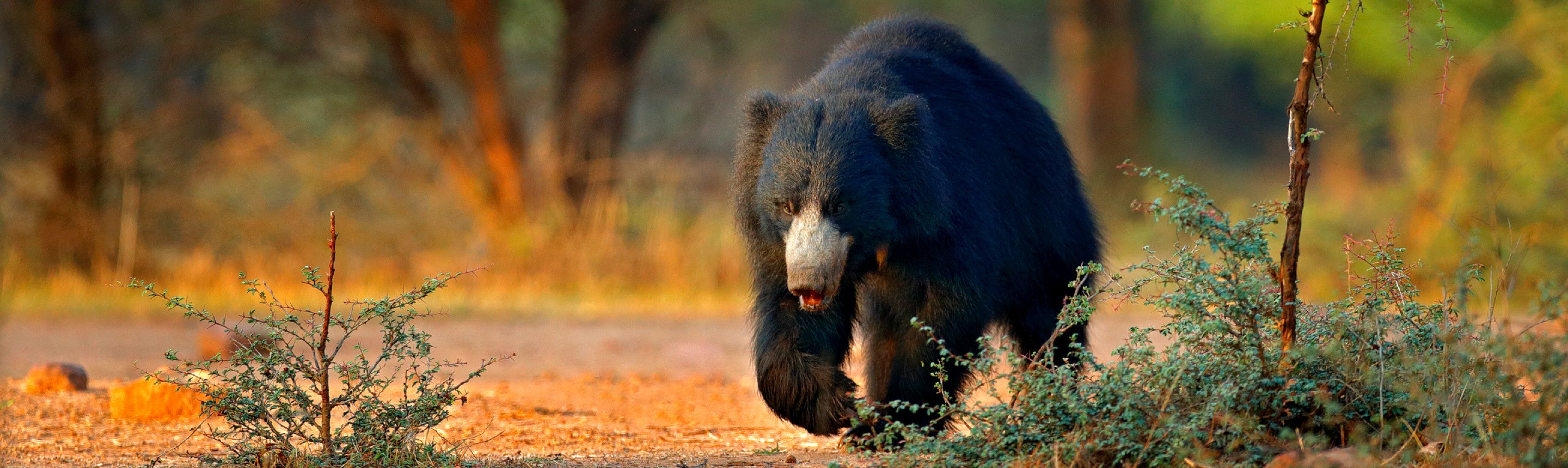 Sloth Bear Facts | Sri Lanka Wildlife Guide