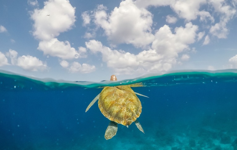 Loggerhead Sea Turtle Facts | Croatia & Slovenia Wildlife Guide