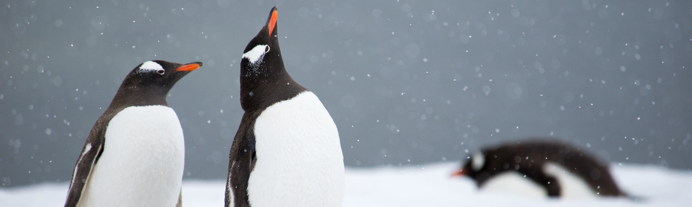 Gentoo Penguin Facts | Antarctica Wildlife Guide