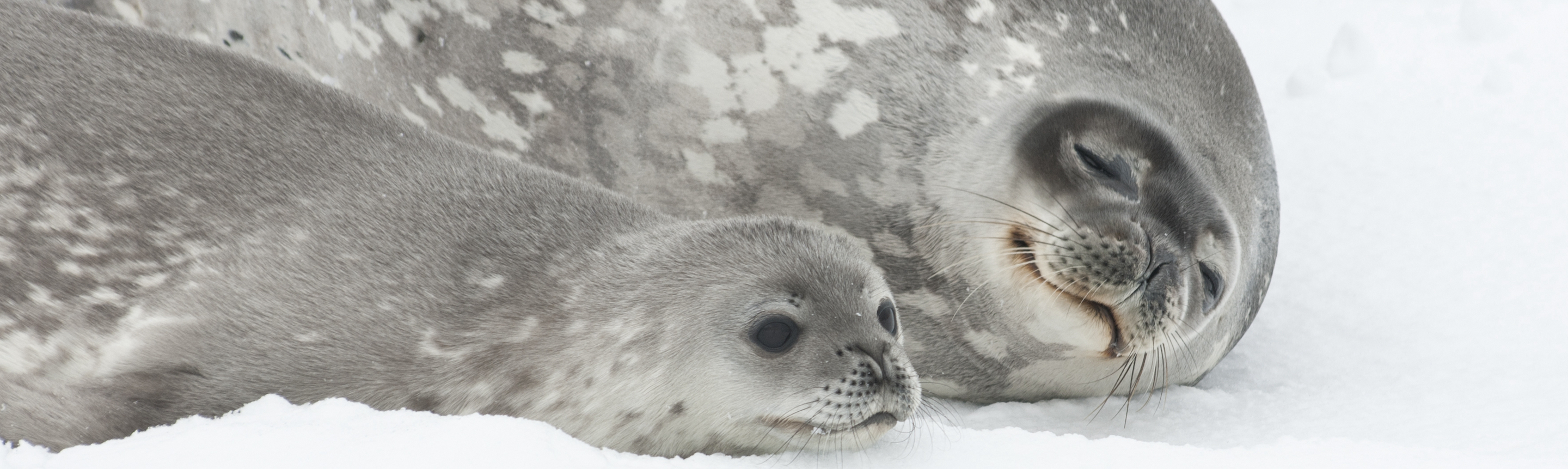 Left Weddell Seal