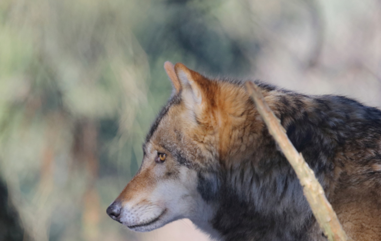 Tibetan Wolf Facts | Himalayas Wildlife Guide