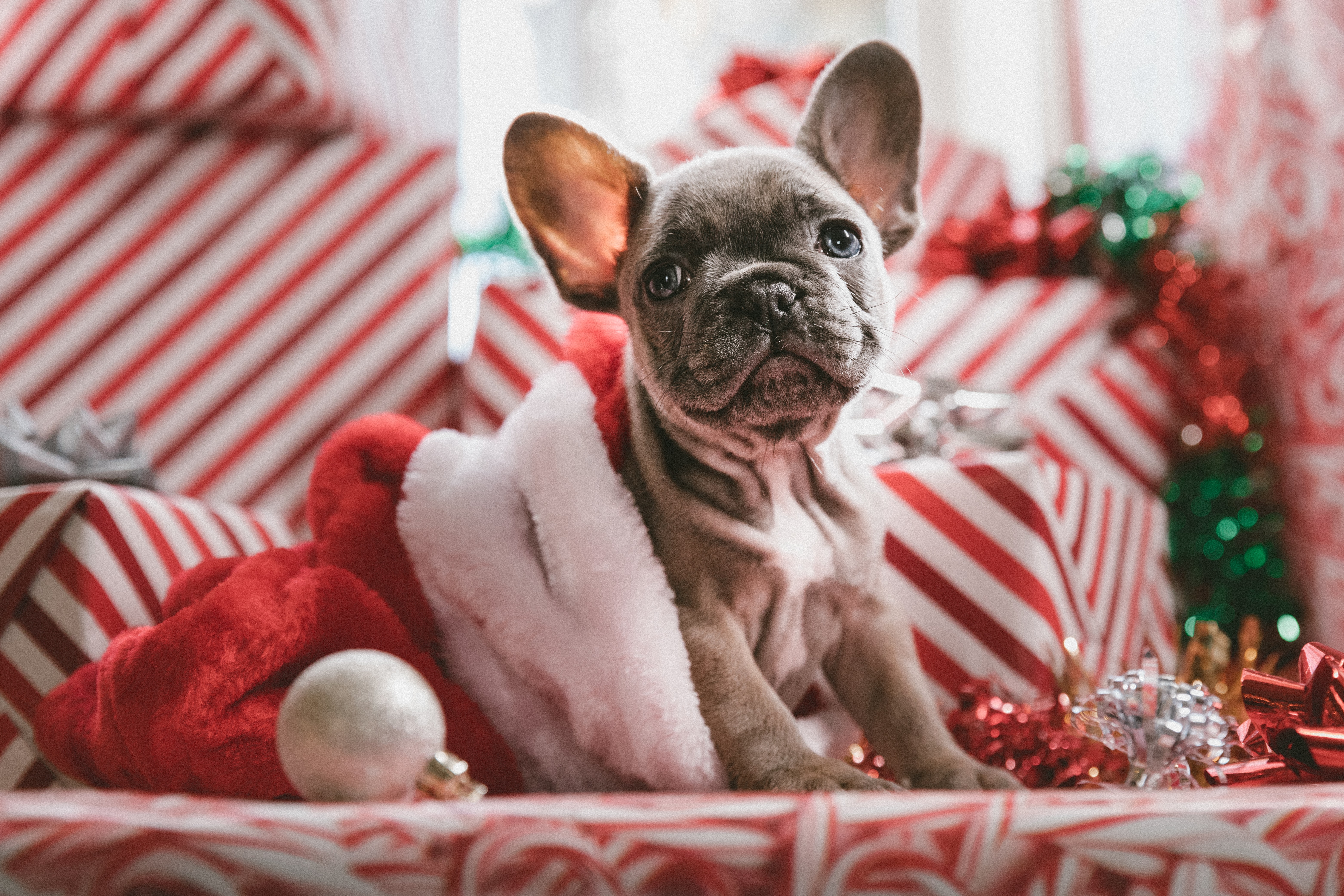 Christmas Names for Dogs | Nameberry
