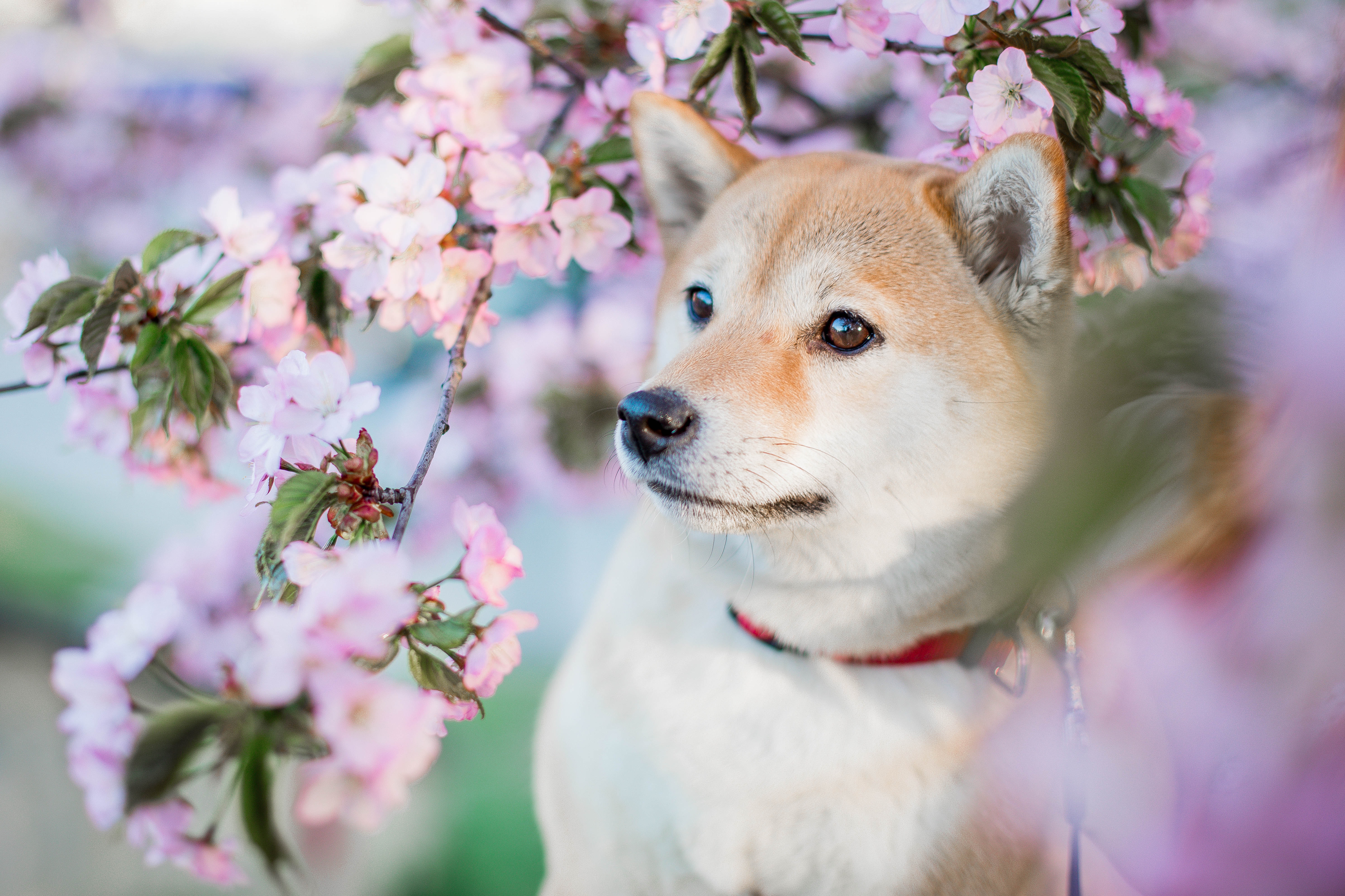 Cute Shiba Inu Names