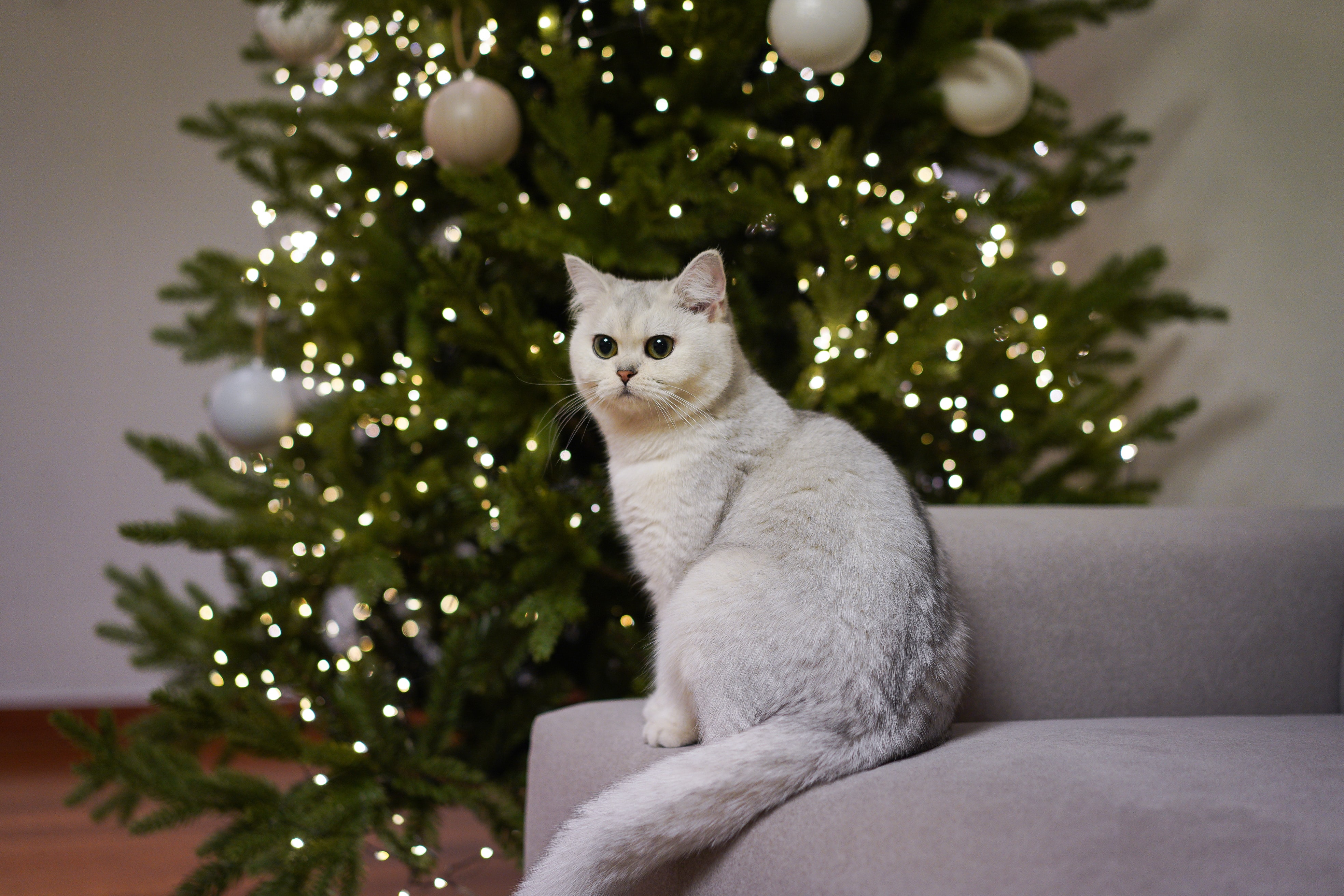 Christmas Names for Cats | Nameberry