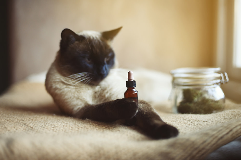 Buy 100% Organic Full Spectrum CBD Oil for Cats | Honest Paws®